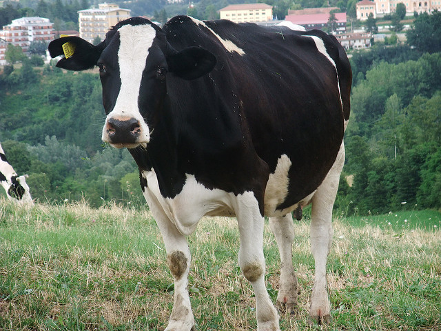 CINEMA: Holy Cow, la mucca della discordia in Azerbaijan - East Journal